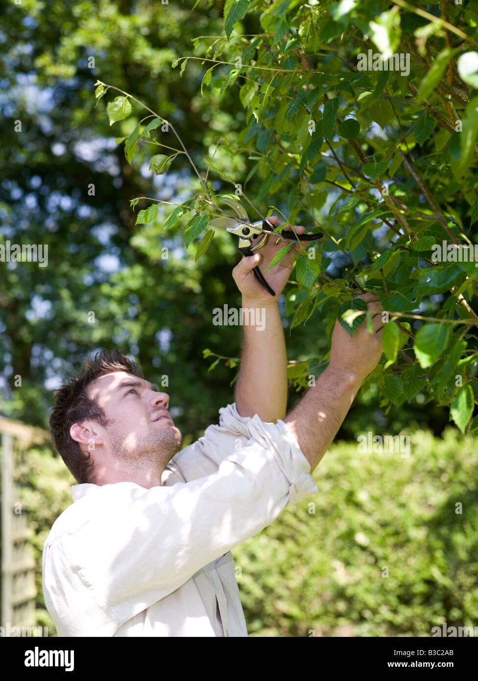 Prune fruit tree hi-res stock photography and images - Alamy