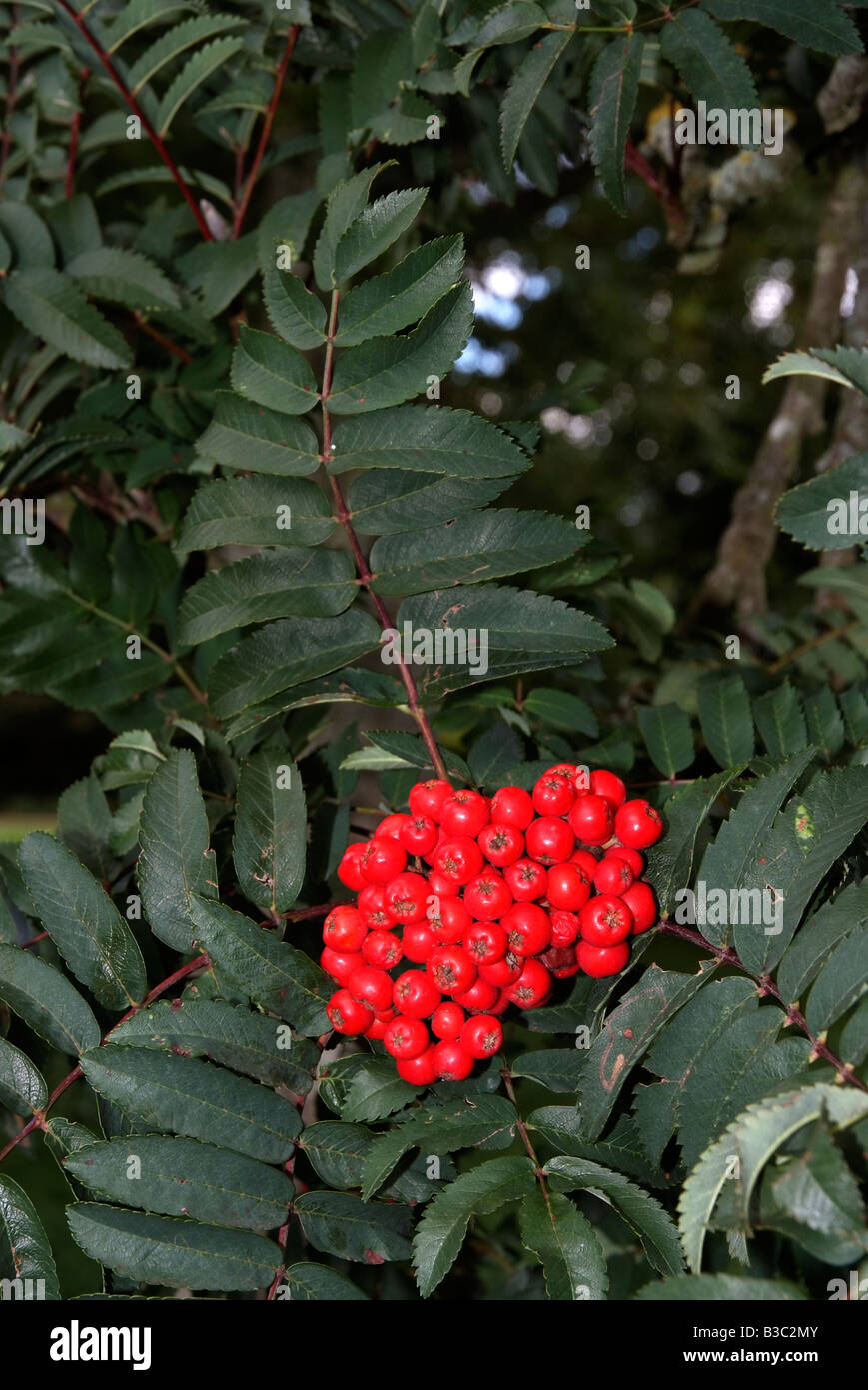 Mountain Ash tree with red berries England UK Stock Photo - Alamy
