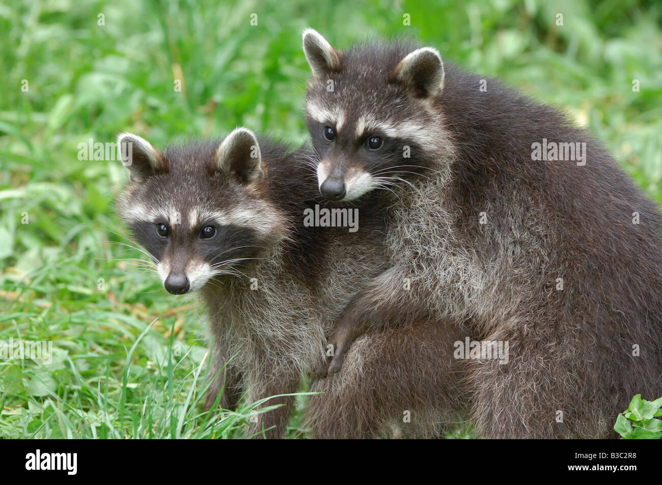 Two raccoon hi-res stock photography and images - Alamy