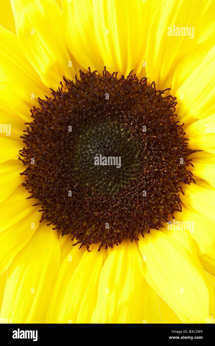 Heliotropic flower hi-res stock photography and images - Alamy