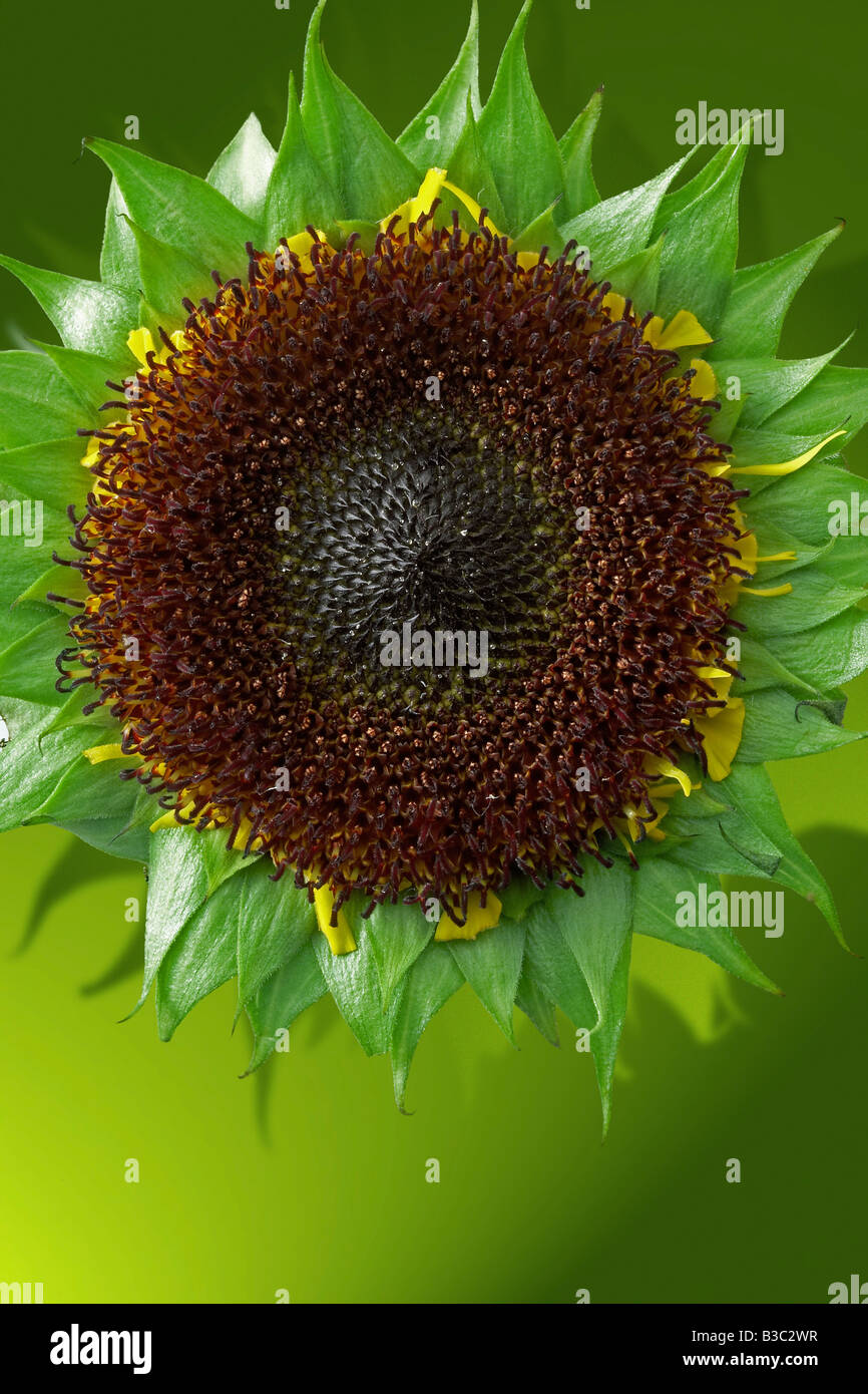 Heliotropic Flower High Resolution Stock Photography and Images - Alamy