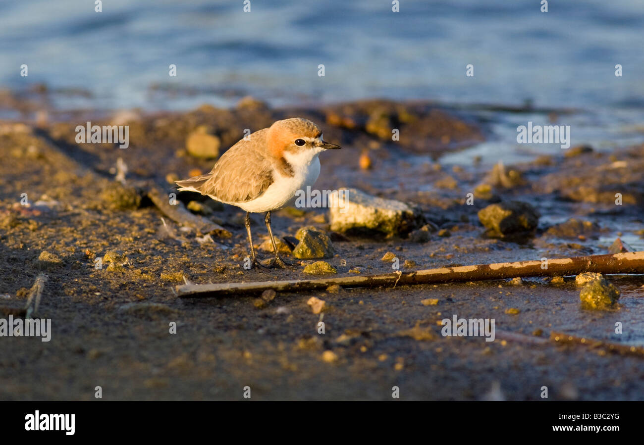 Red capped plover australia hi-res stock photography and images - Alamy