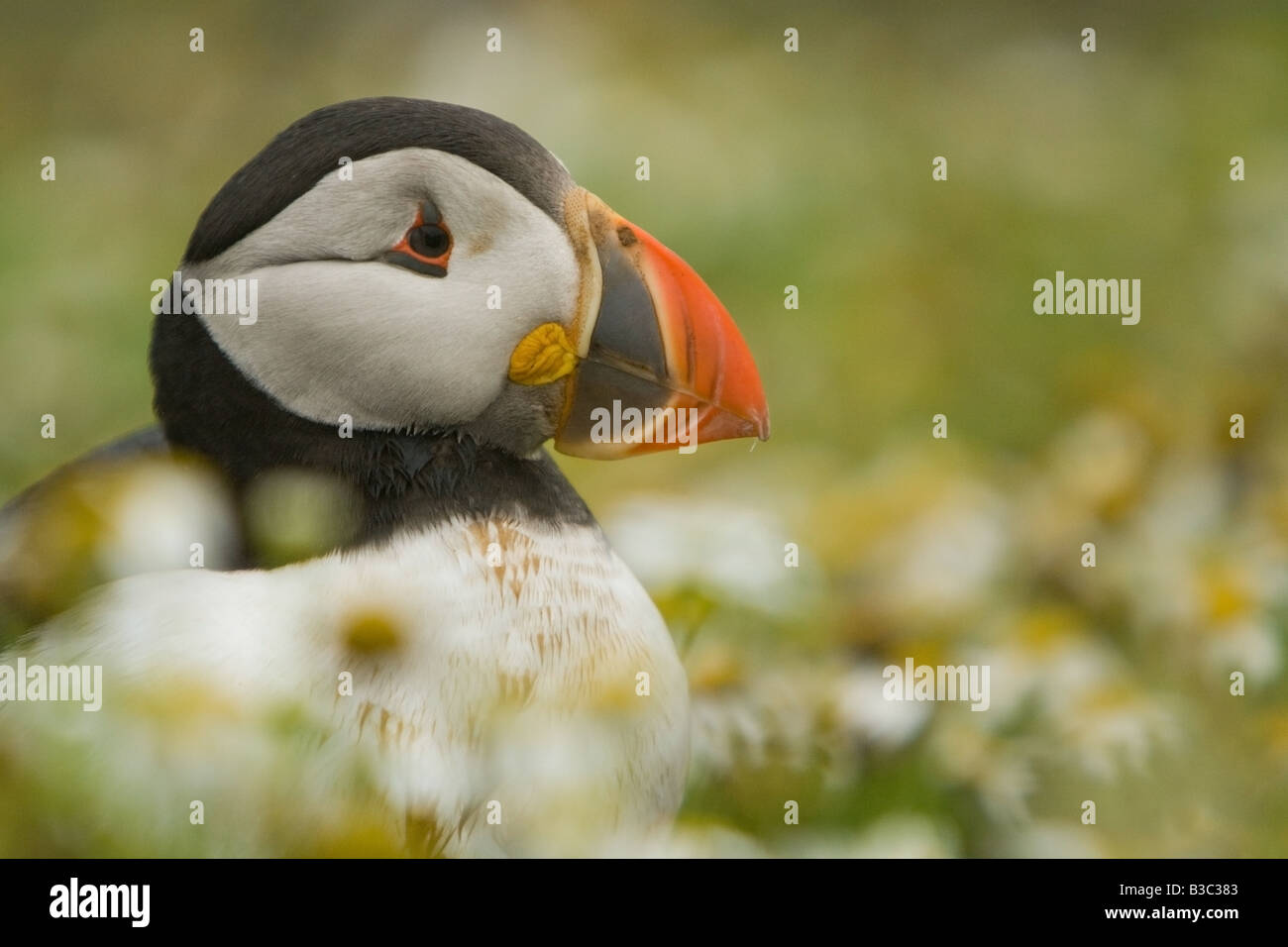 Puffin in the daisies Stock Photo - Alamy