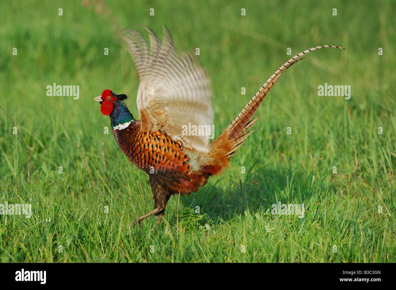 Ring necked pheasants hi-res stock photography and images - Alamy