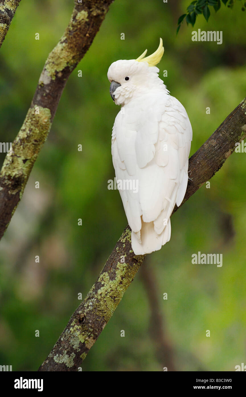 Sulphur-crested Cockatoo (Cacatua galerita) adult in tree Australia ...