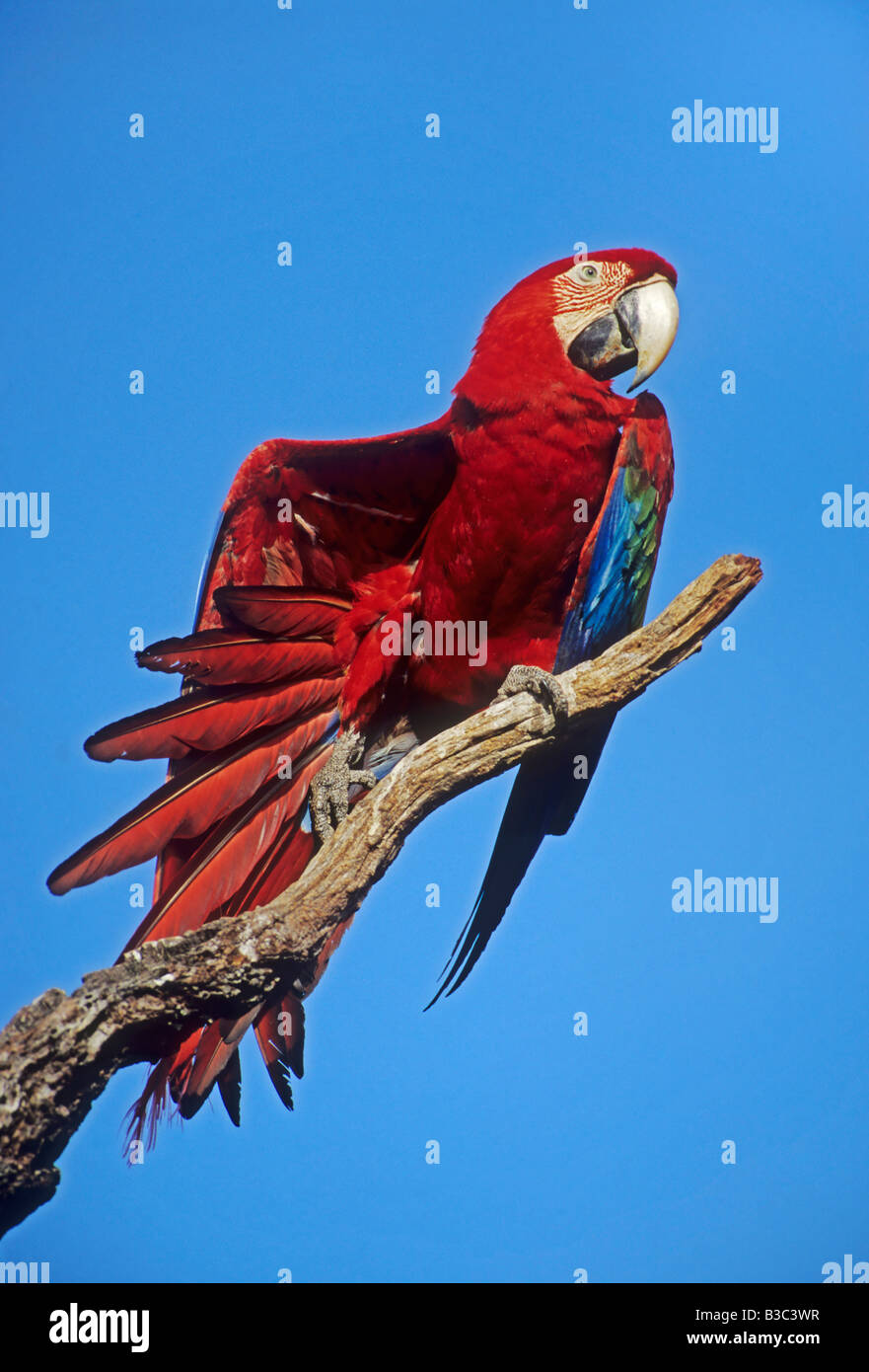 Scarlet Macaw Ara macao adult preening Pantanal Brazil South America ...