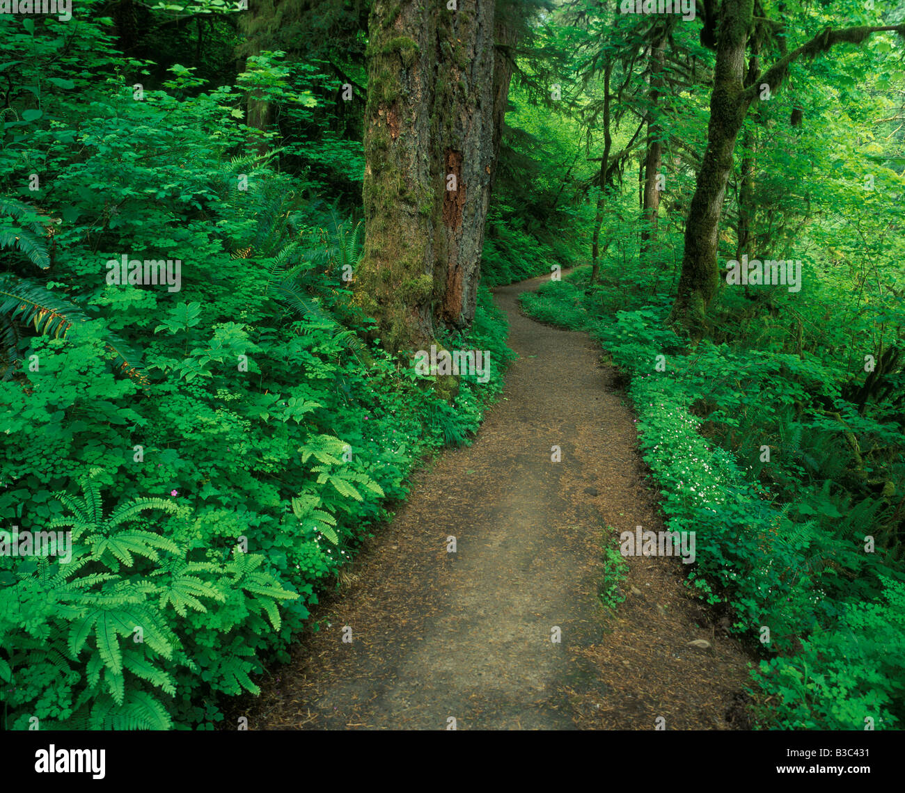 Path through old growth forest in the Columbia River Gorge of the ...