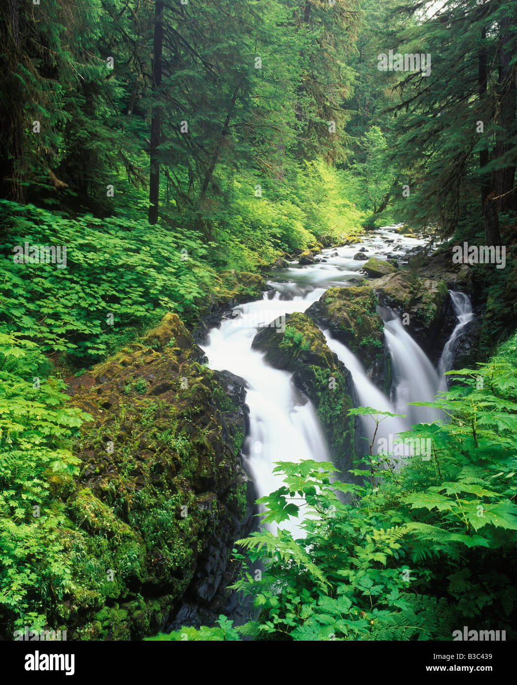 Sol Duc Falls cascading over boulders in the Sol Duc rainforest in ...
