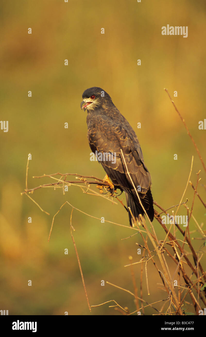 Snail Kite Rostrhamus sociabilis adult Pantanal Brazil South America ...