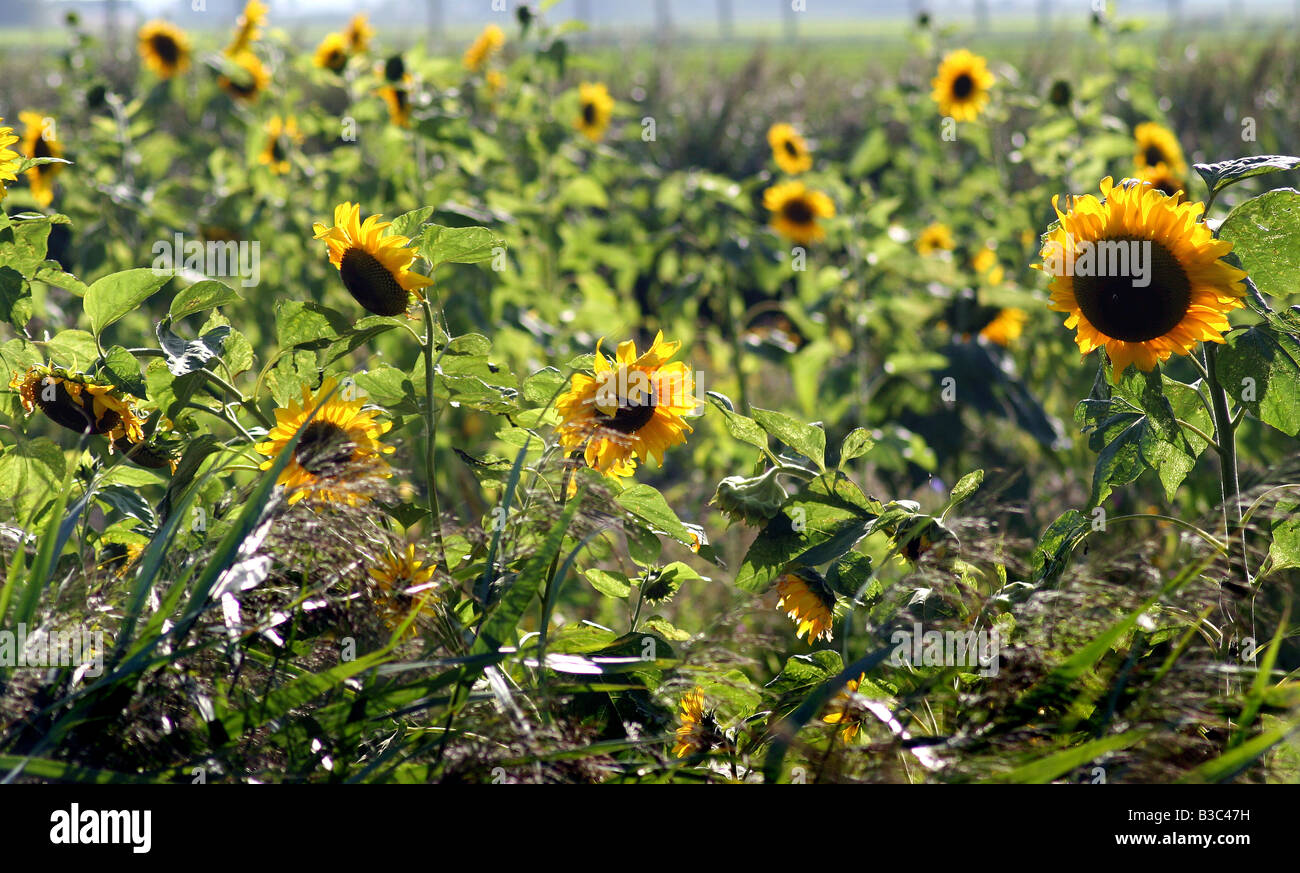 Sunflowers backlit by sun Stock Photo - Alamy