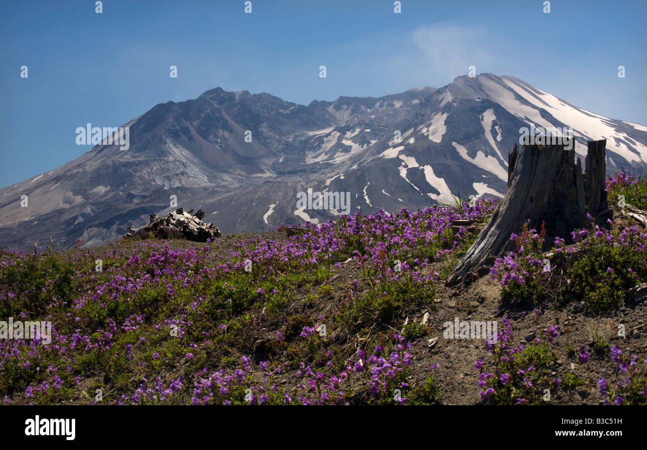 Snowy Mount Saint Helens caldera with Purple Wildflowers Larkspur and ...