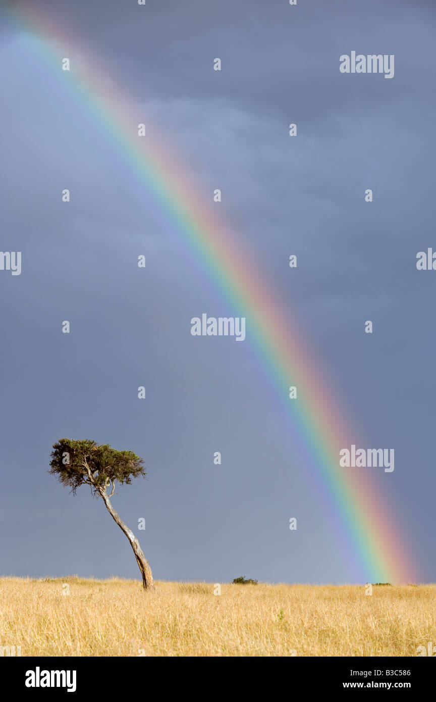 Acacia tree rainbow hi-res stock photography and images - Alamy