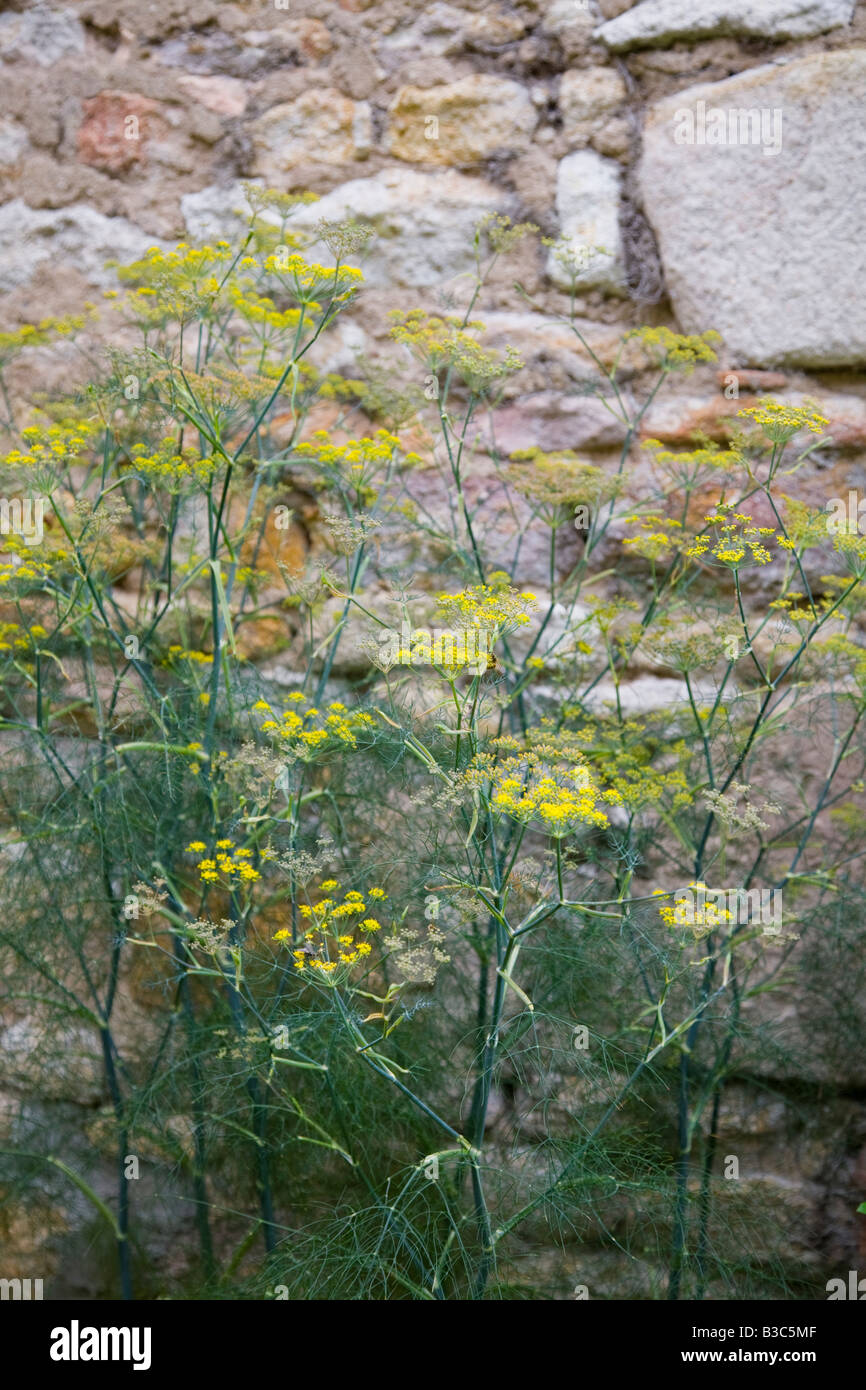 Fennel 'Foeniculum vulgare' Stock Photo - Alamy