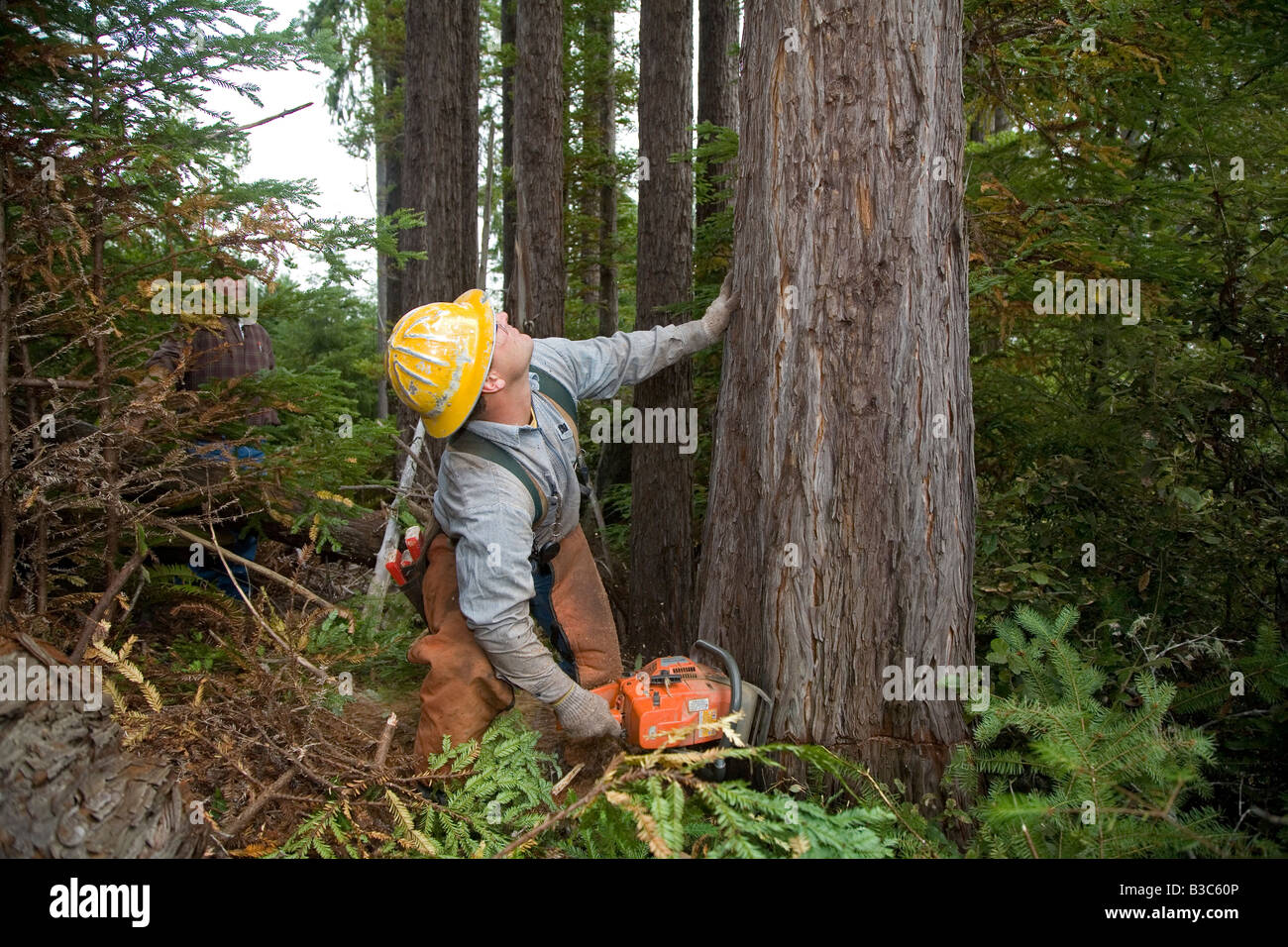 Logging of Redwoods in Northern California Stock Photo - Alamy