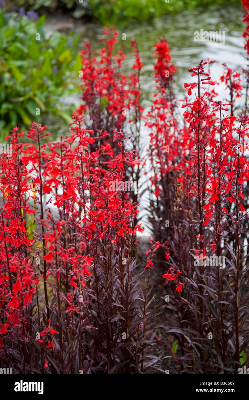 Lobelia cardinalis Queen Victoria Stock Photo - Alamy