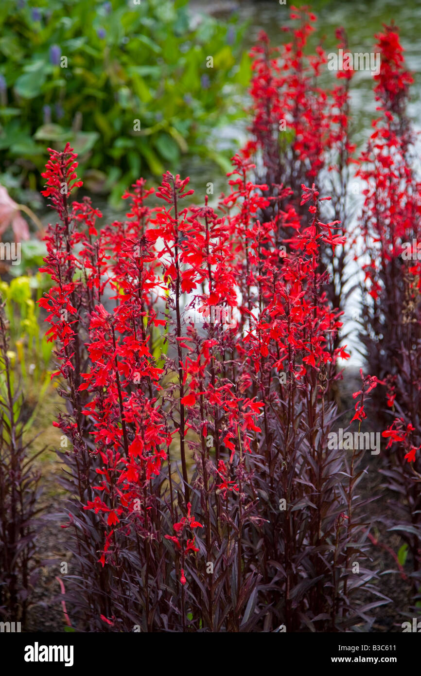 Tall red lobelia hi-res stock photography and images - Alamy