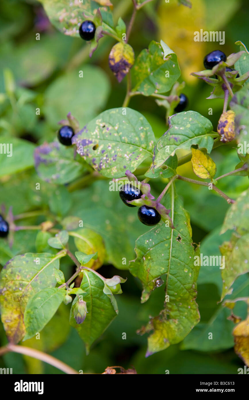 Nightshade Berries Hunger Games