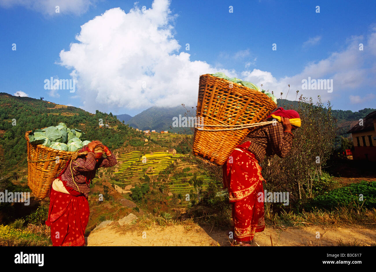 Nepal, Kathmandu, Markhu Valley. Farming family harvesting cabbages ...