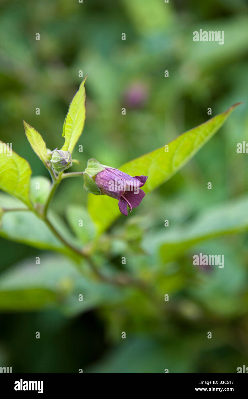 Deadly nightshade belladonna flower hi-res stock photography and images ...