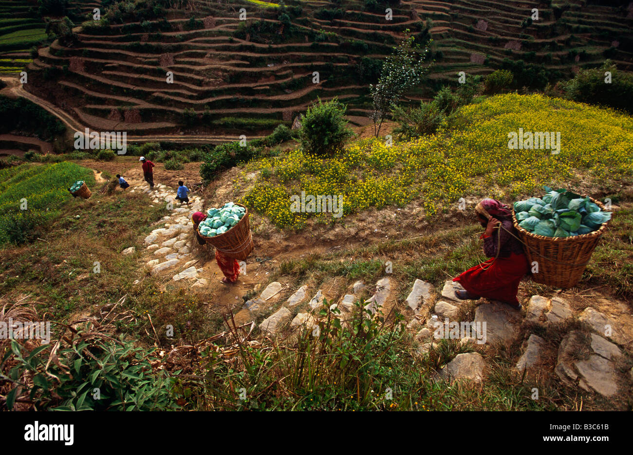 Nepal, Kathmandu, Markhu Valley. Farming family harvesting cabbages ...