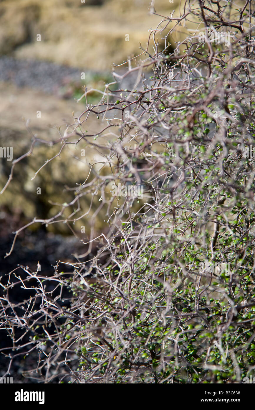 Corokia Cotoneaster Wire netting bush Stock Photo - Alamy
