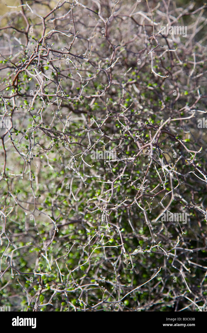 Corokia Cotoneaster Wire netting bush Stock Photo - Alamy