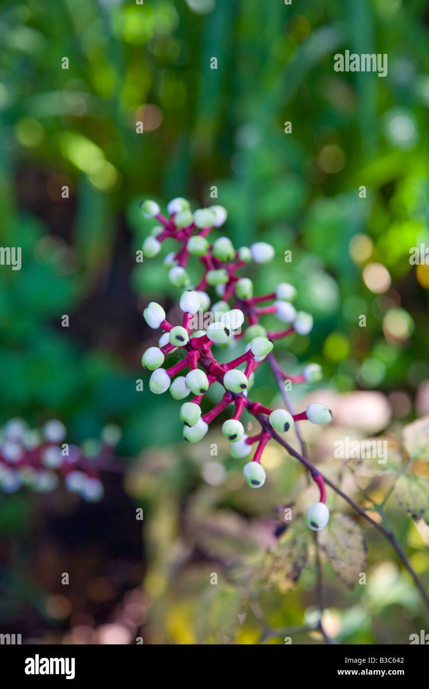 White Baneberry Actaea Alba in woodland Stock Photo - Alamy