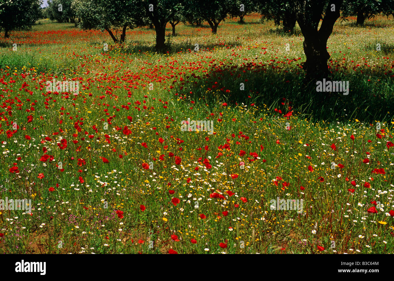Vidigueira alentejo hi-res stock photography and images - Alamy