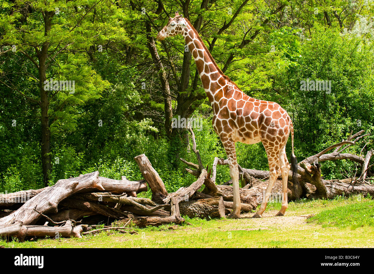Giraffe reaching for food hi-res stock photography and images - Alamy