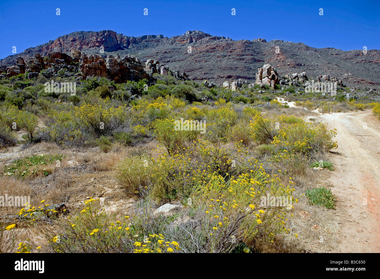 South Africa, Western Cape, Cederberg Conservancy. Cederberg, home to ...