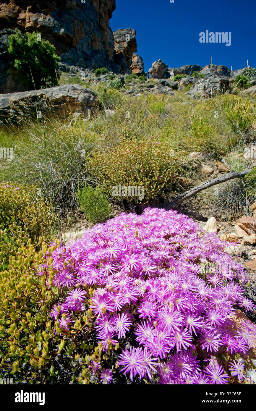 South Africa, Western Cape, Cederberg Conservancy. An alpine flower ...