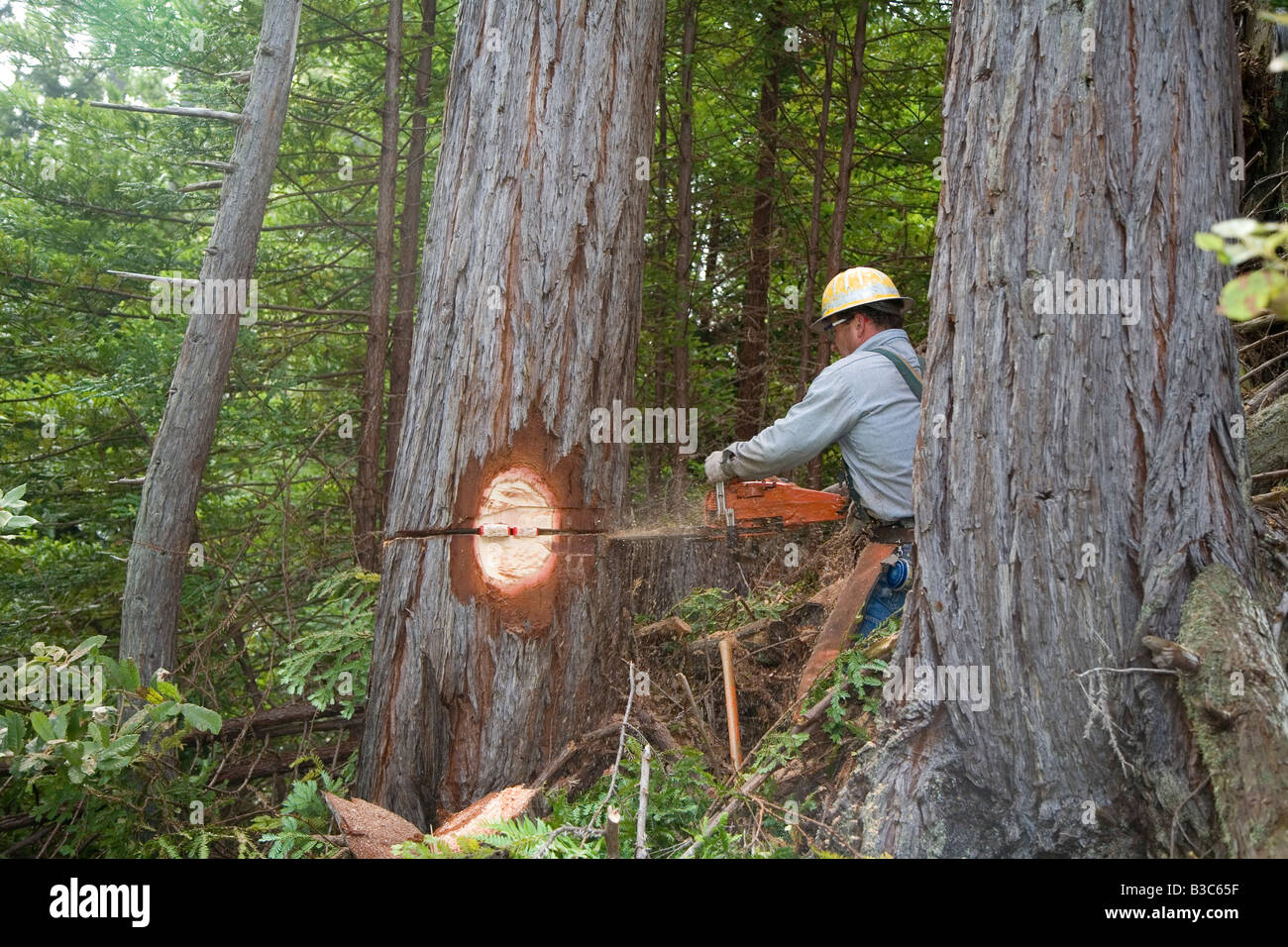 Logging of Redwoods in Northern California Stock Photo - Alamy