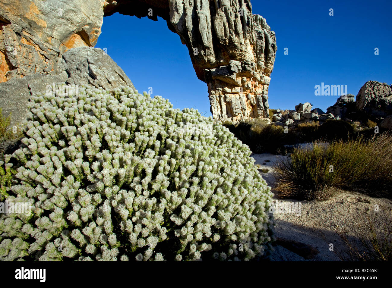 South Africa, Western Cape, Cederberg Conservancy. Wolfberg Arch, a ...