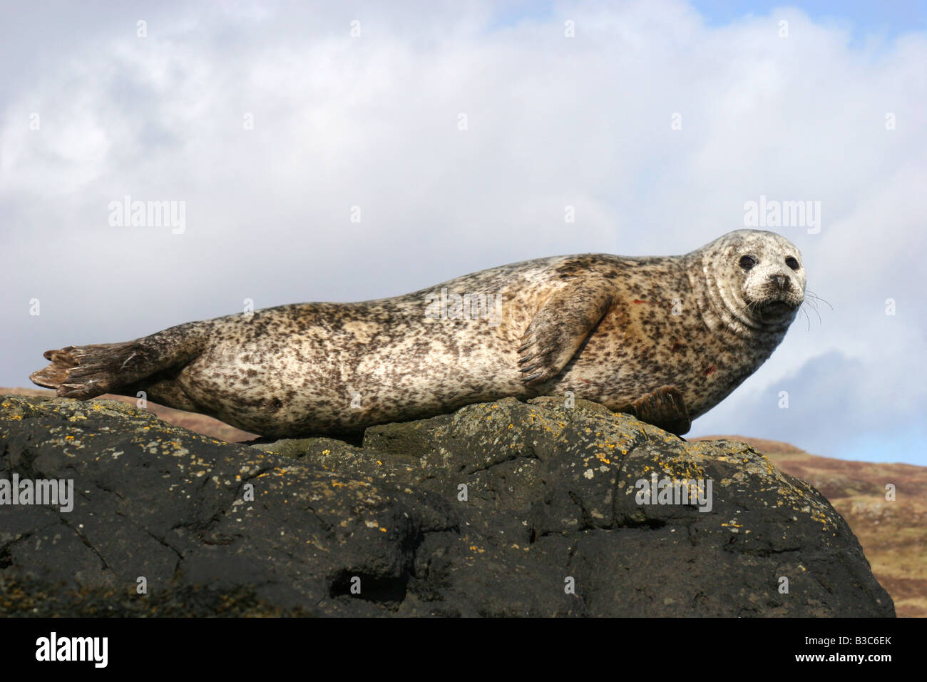 Adult Seal basking on a rock Stock Photo - Alamy