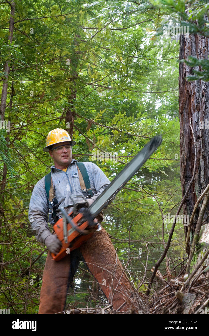 Logging of Redwoods in Northern California Stock Photo - Alamy