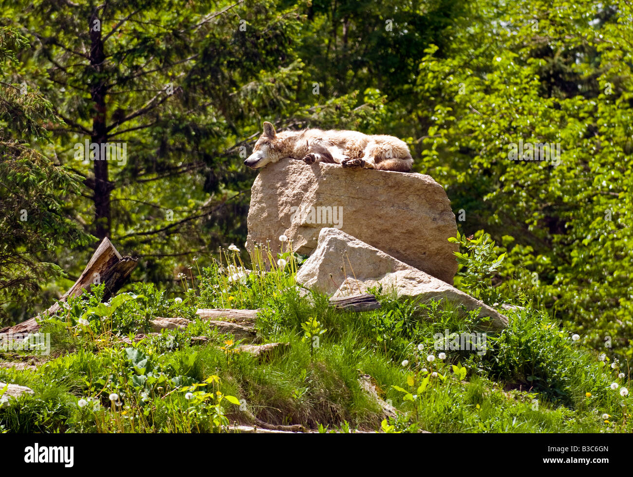 Mexican Gray Wolf Sleeping on Rock Stock Photo - Alamy