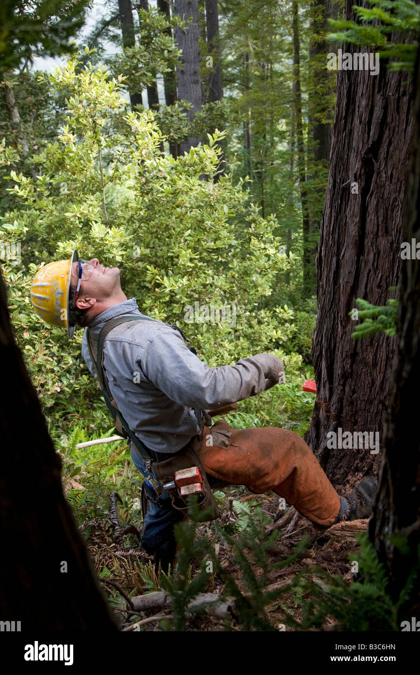 Logging redwoods in northern california hi-res stock photography and ...