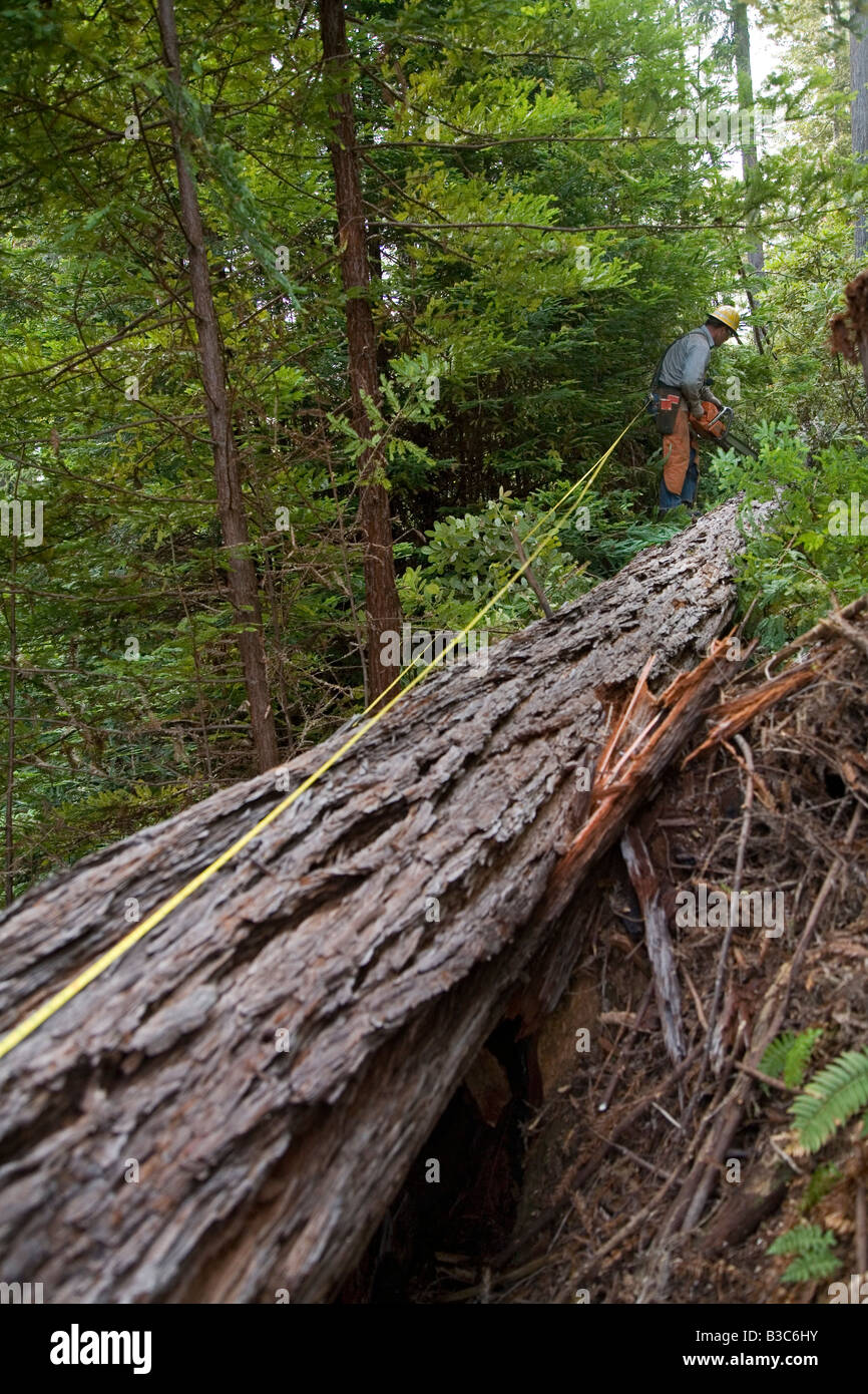 Logging redwoods in northern california hi-res stock photography and ...
