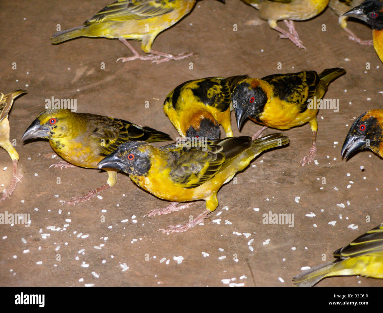 Yellow-backed weaver bird (ploceus melanocephalus) eating rice on the ...