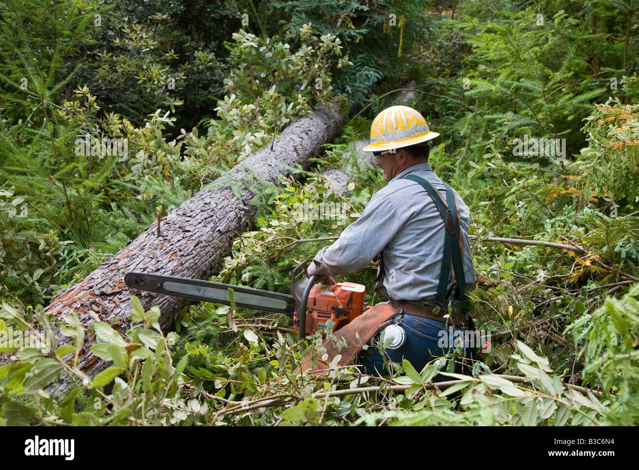 Logging of Redwoods in Northern California Stock Photo - Alamy