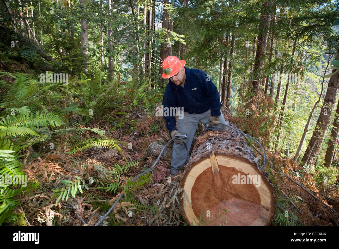 Logging of Redwoods in Northern California Stock Photo - Alamy