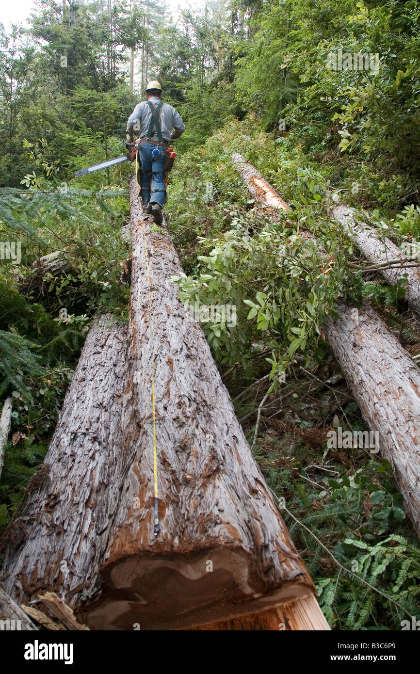 Logging redwoods in northern california hi-res stock photography and ...