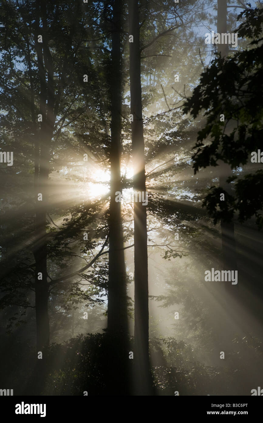 Sun rising on Turkey Path Leonard Harrison State Park Grand Canyon of ...