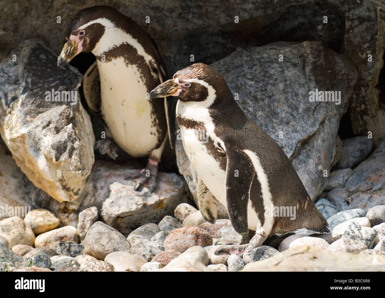 Peru penguins hi-res stock photography and images - Alamy
