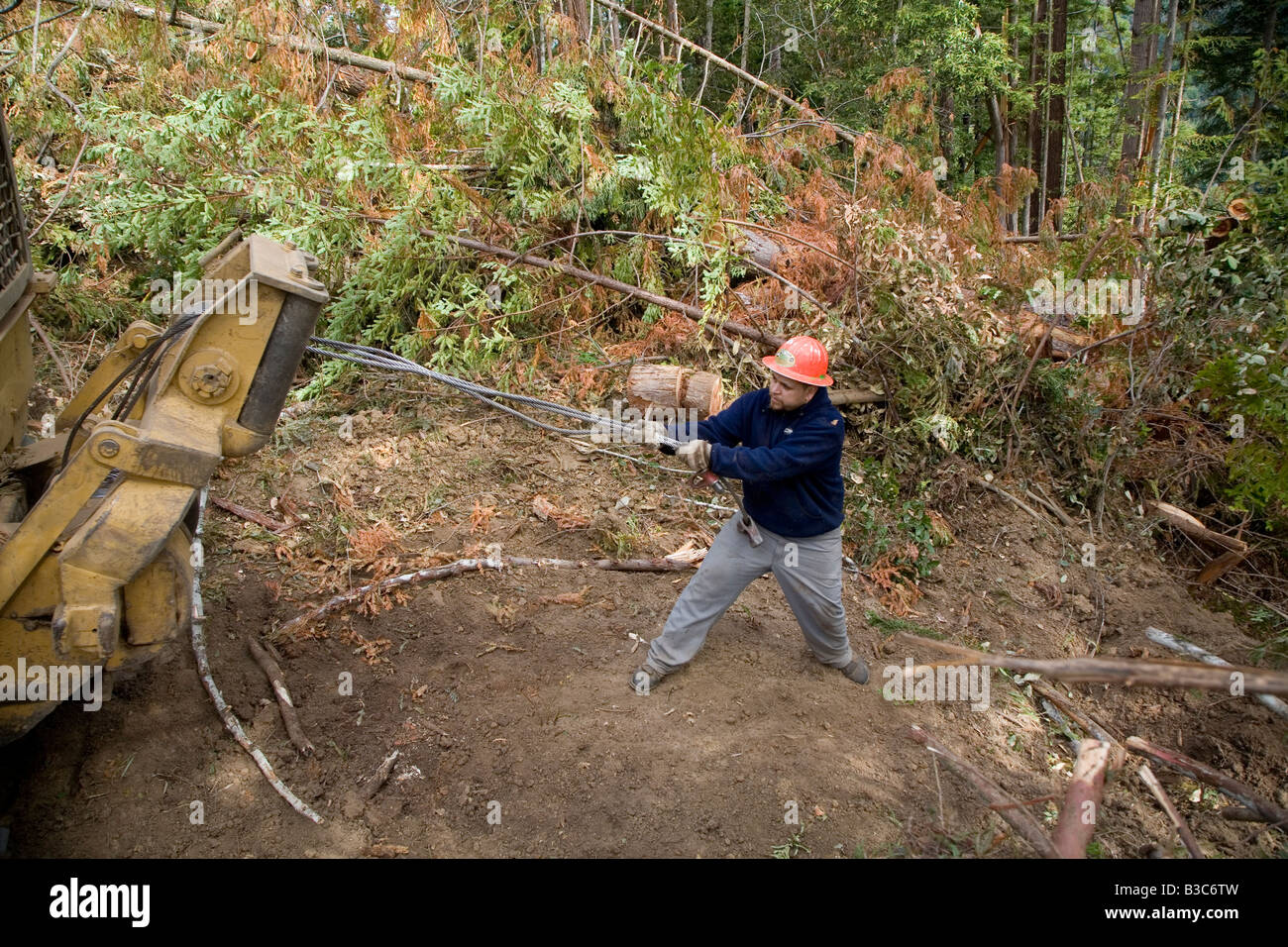 Logging of Redwoods in Northern California Stock Photo - Alamy