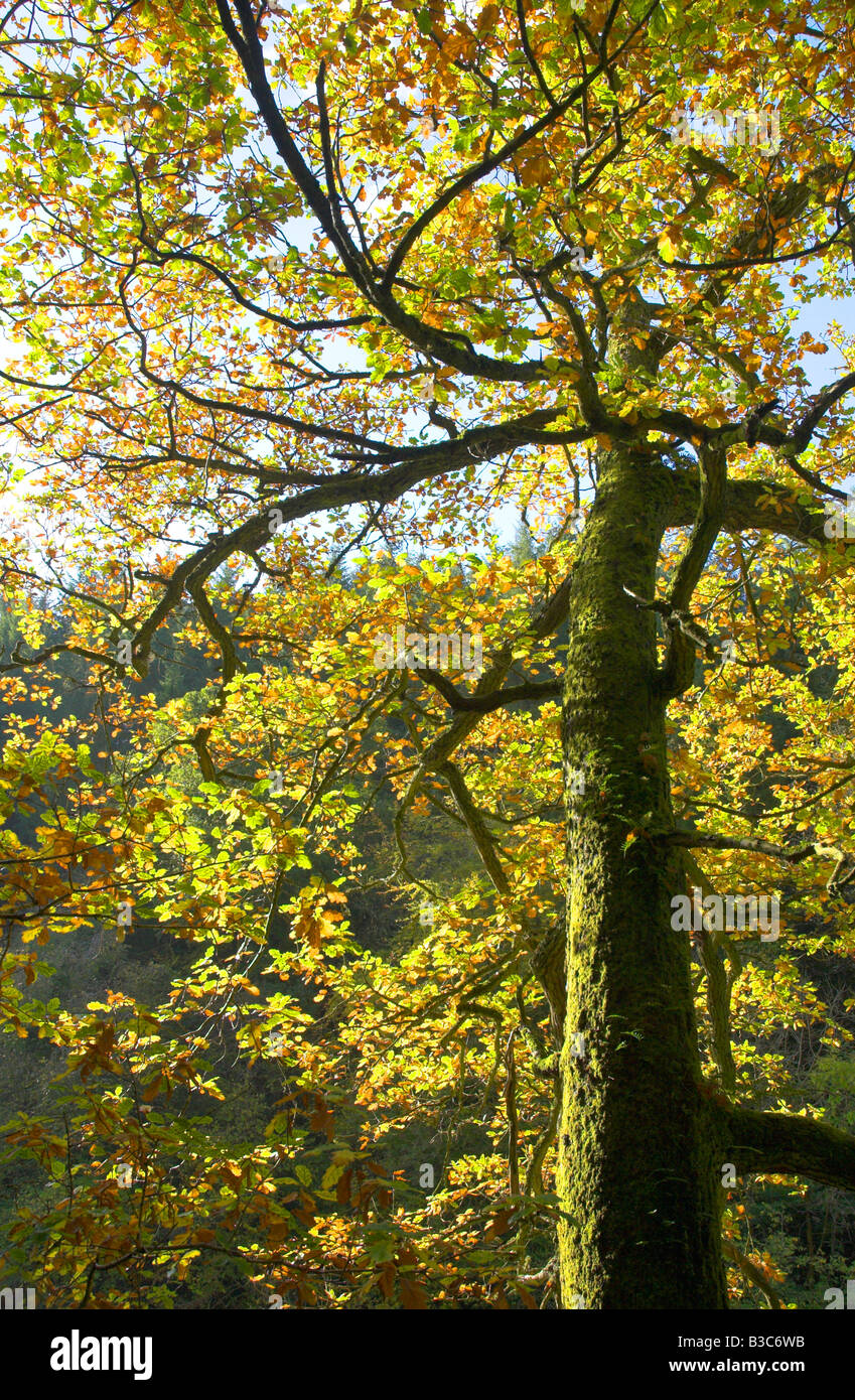Oak Tree in Autumn Stock Photo - Alamy