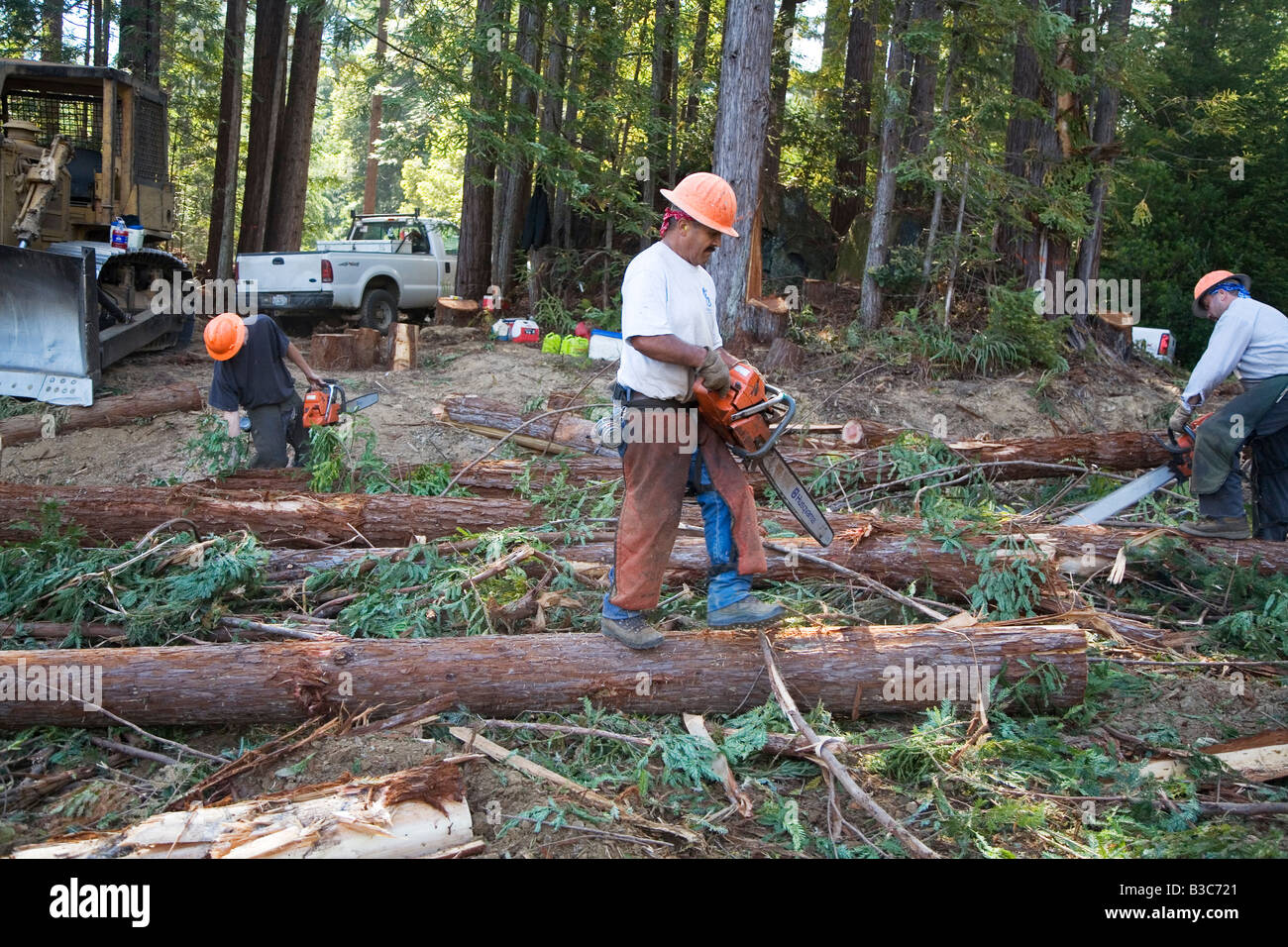 Logging of Redwoods in Northern California Stock Photo - Alamy