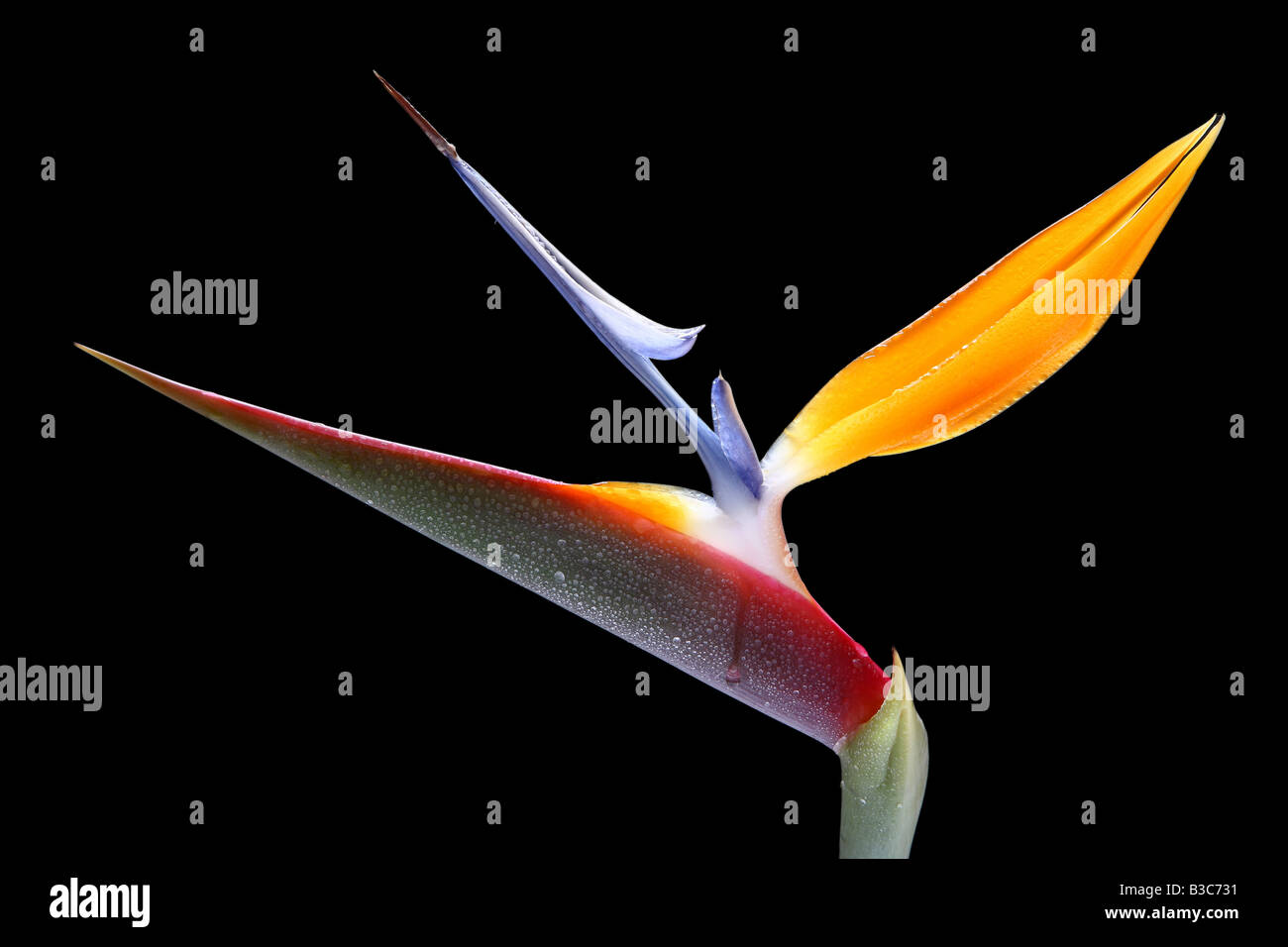 Blossom brilliant colors hi-res stock photography and images - Alamy