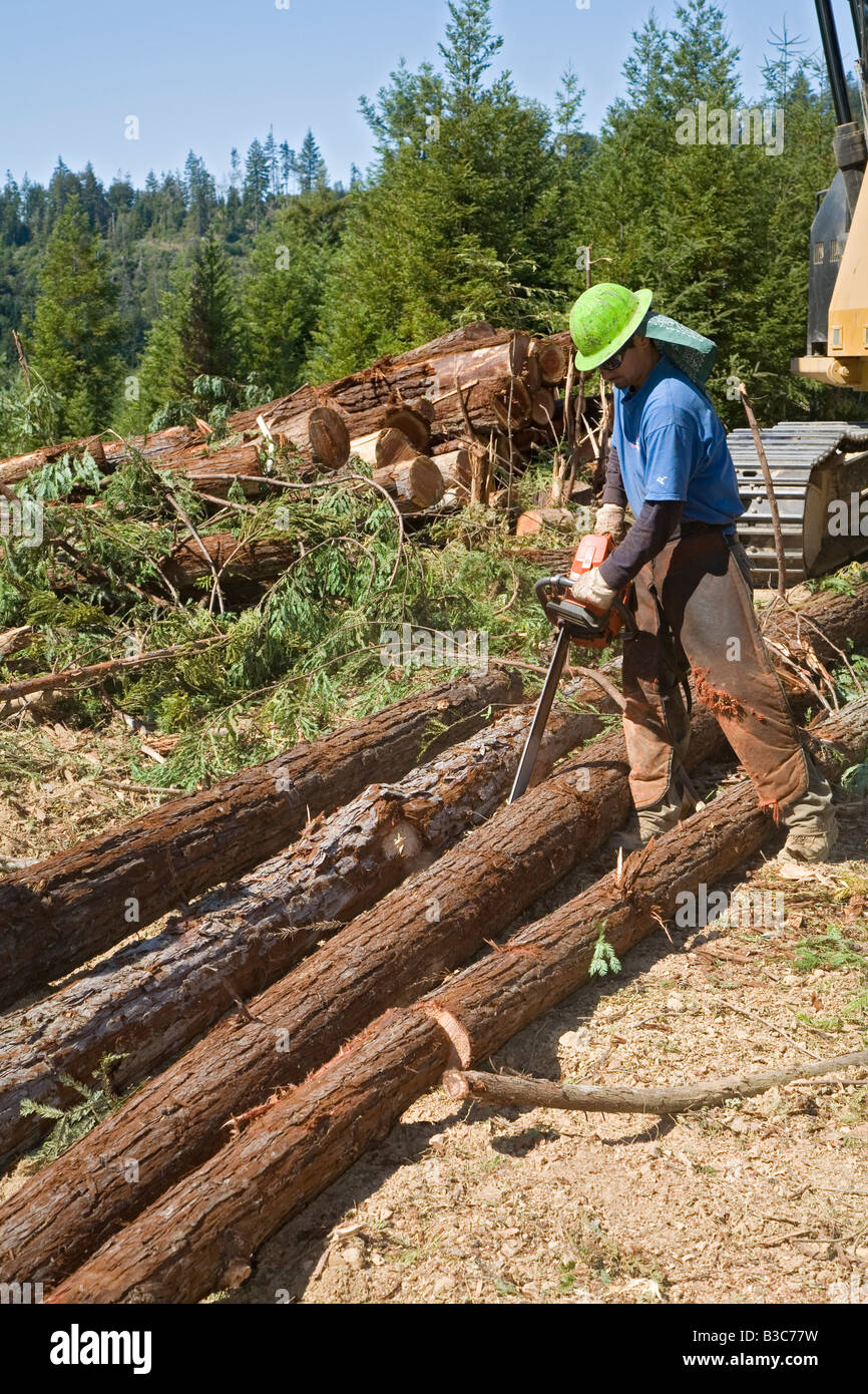 Logging of Redwoods in Northern California Stock Photo - Alamy