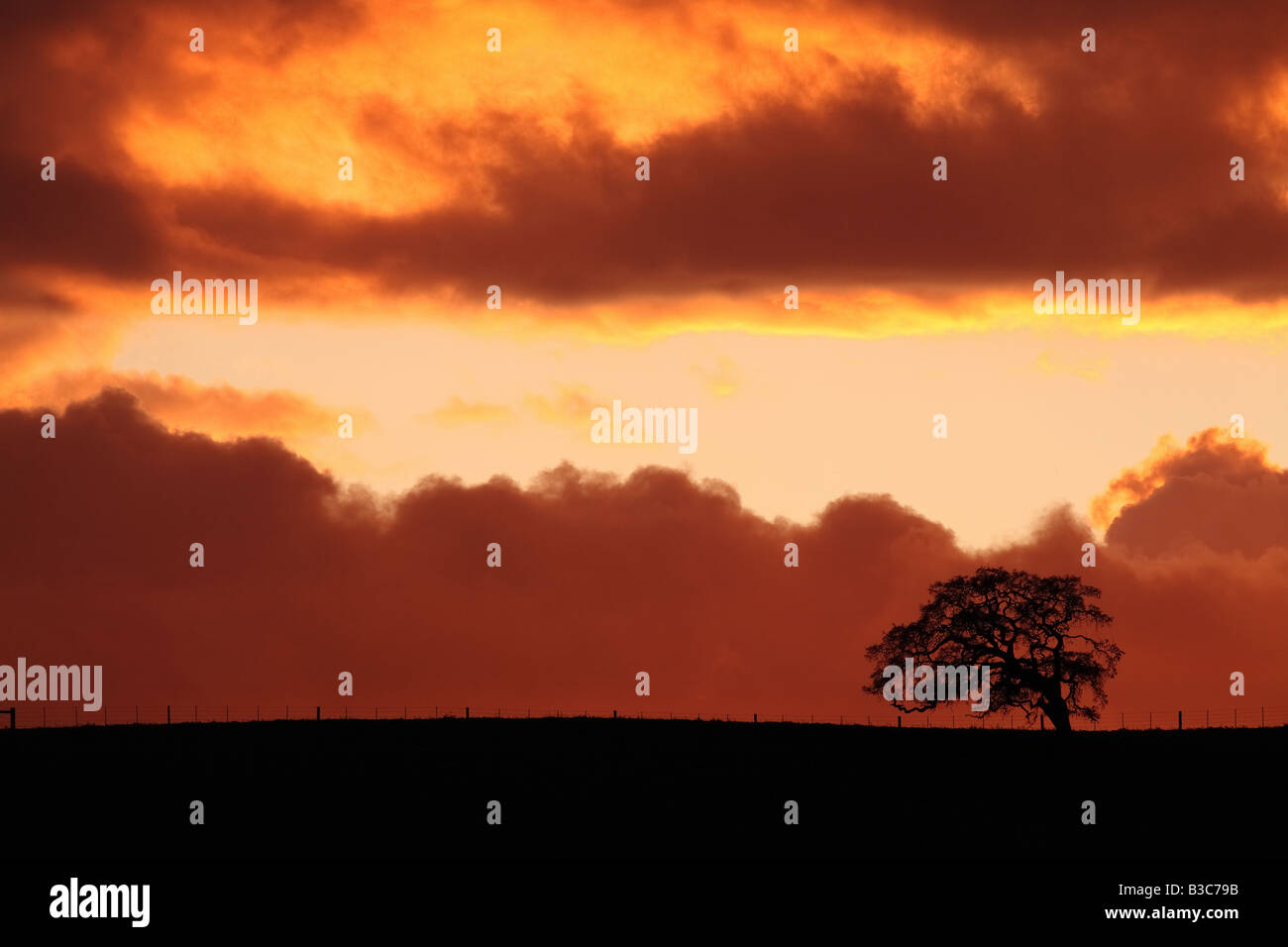 A lone oak tree enjoys the fiery sky after sunset Stock Photo - Alamy